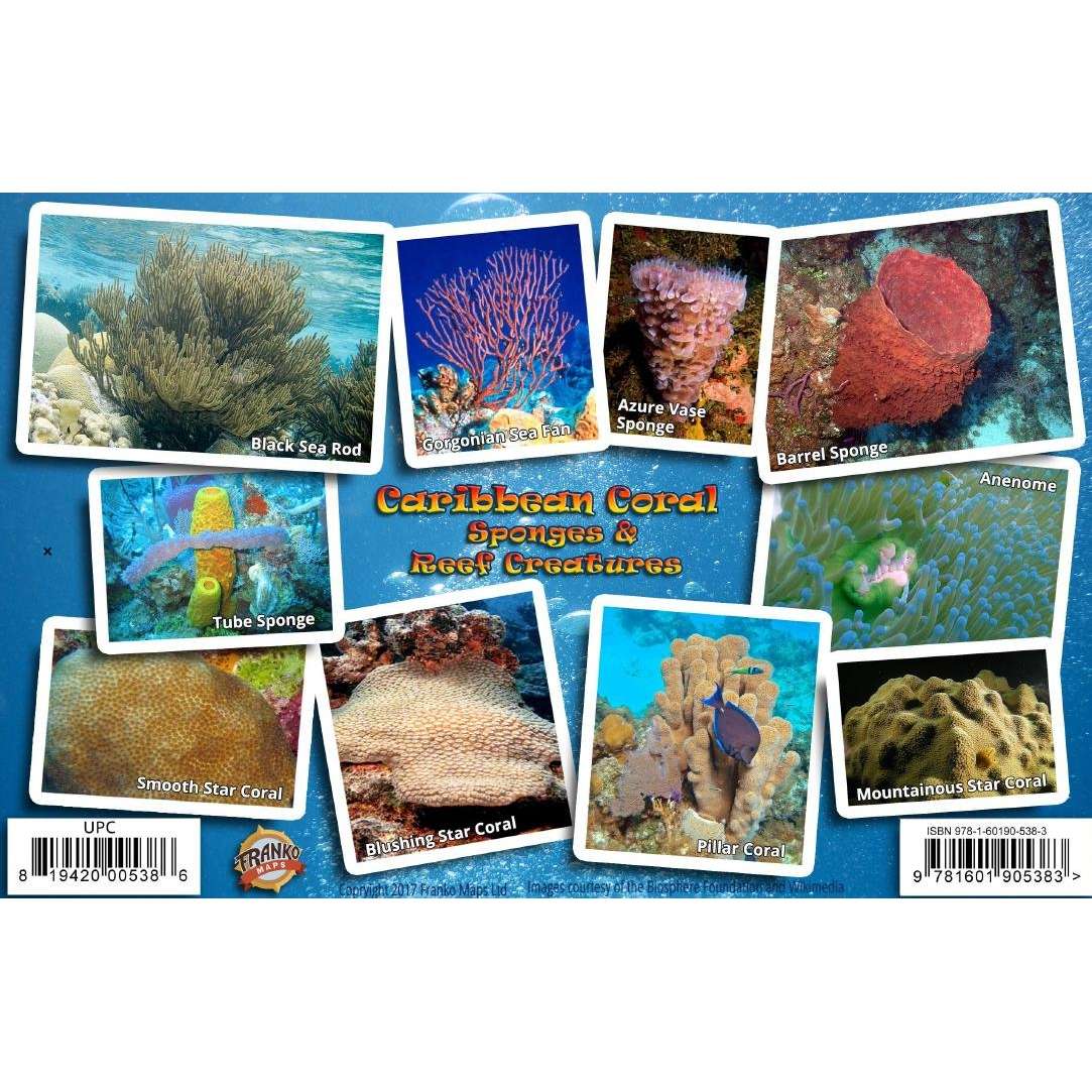 Caribbean Coral Identification Guide Laminated Card – Life Raft ...