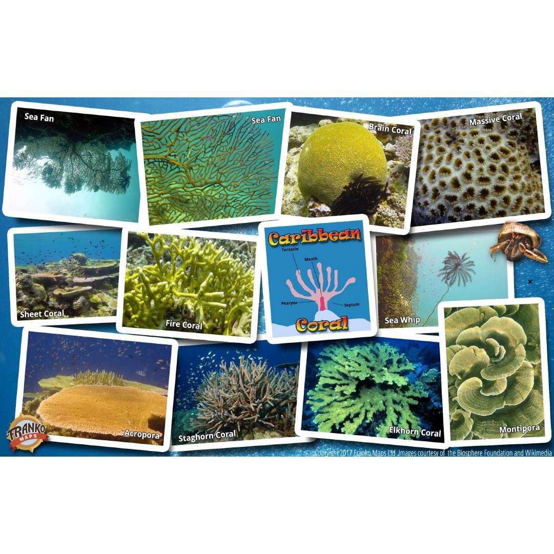 Caribbean Coral Identification Guide Laminated Card – Life Raft ...